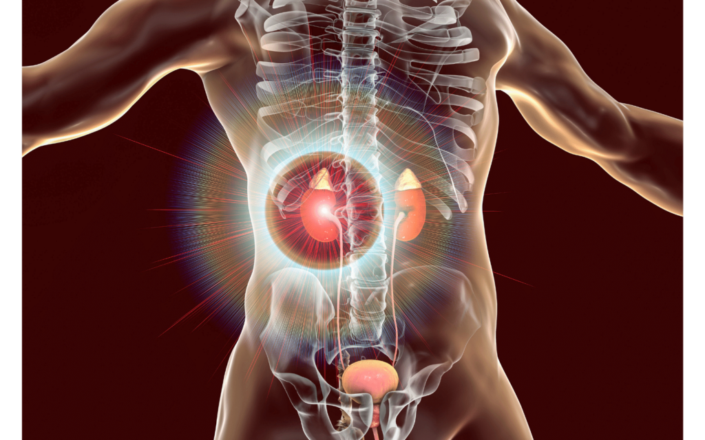 The Kidney Punch: The Illegal One Hit KO